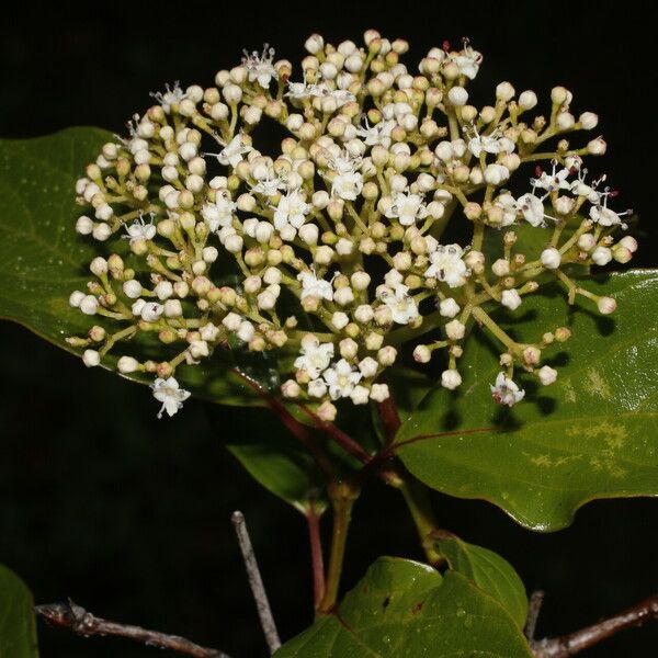 Viburnum Venustum Plant Care & How to Grow, Water