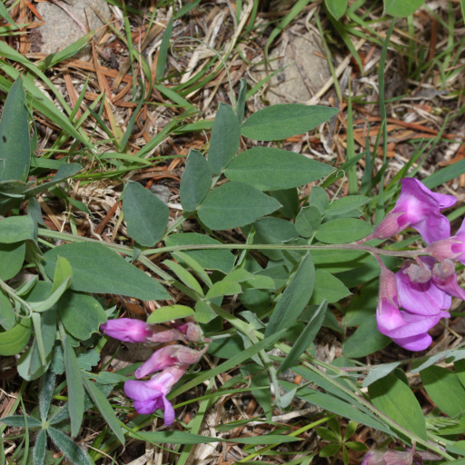 American Vetch (Vicia Americana) Plant Care & How to Grow, Water
