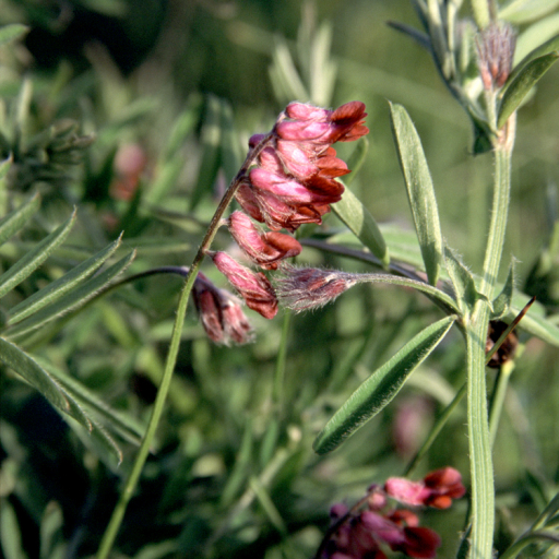 Purple Vetch (Vicia Benghalensis) Plant Care & How to Grow, Water