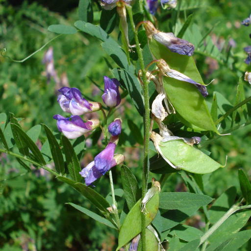 Happy Tree (Camptotheca Acuminata) Plant Care & How to Grow, Water