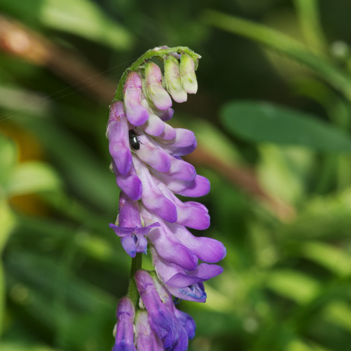Tufted Vetch (Vicia Cracca) Plant Care & How to Grow, Water