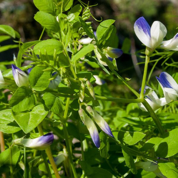 Vicia Cypria Plant Care & How to Grow, Water