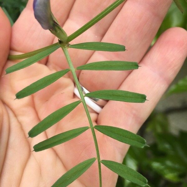 Two-Seed Vetch (Vicia Disperma) Care Guide: Water, Soil & Propagation ...