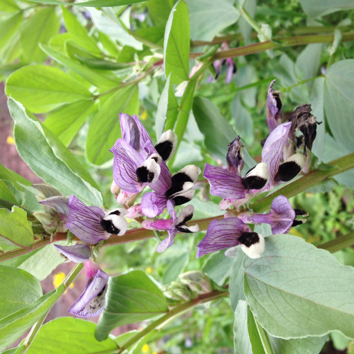 Broad Bean (Vicia Faba) Plant Care & How to Grow, Water