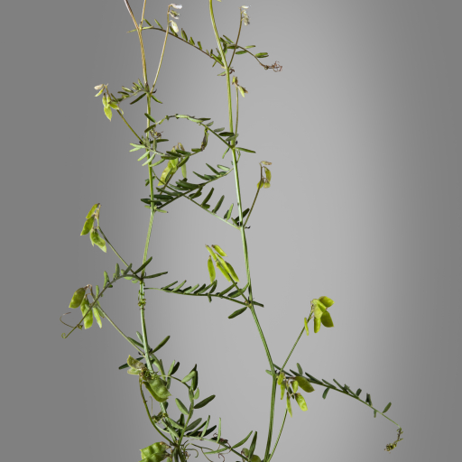 Tiny Vetch (Vicia Hirsuta) Plant Care & How to Grow, Water