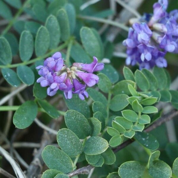 Wide-Leaf Asian Vetch (Vicia Japonica) Plant Care & How to Grow, Water