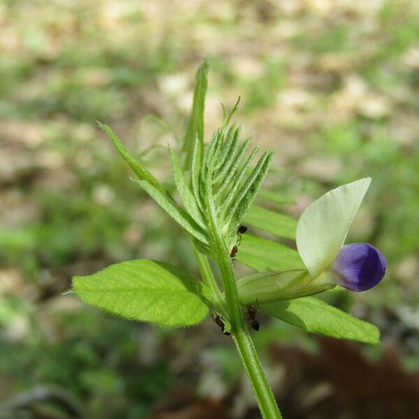 Vicia Laeta Care Guide: Water, Soil & Propagation - Plantiary