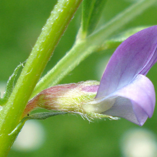 Spring Vetch (Vicia Lathyroides) Plant Care & How to Grow, Water