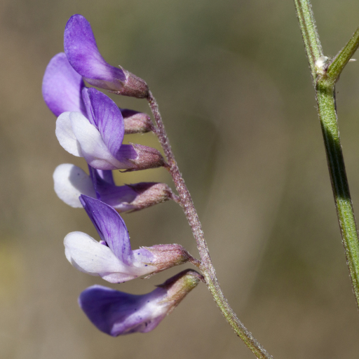 Louisiana Vetch (Vicia Ludoviciana) Plant Care & How to Grow, Water