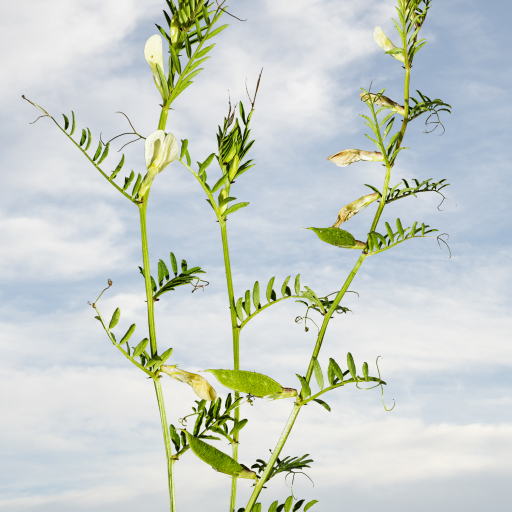 Smooth Yellow Vetch (Vicia Lutea) Plant Care & How to Grow, Water