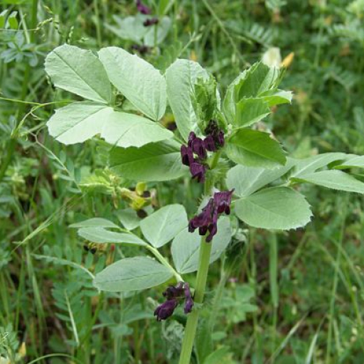 French Vetch (Vicia Narbonensis) Plant Care & How to Grow, Water