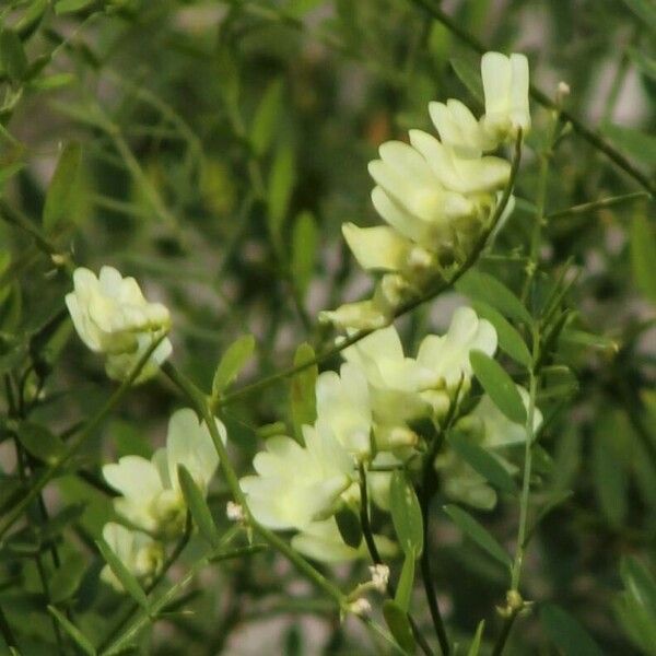 Pale Yellow-White Vetch (Vicia Ochroleuca) Plant Care & How to Grow, Water