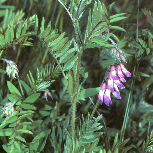 Wood Bitter Vetch (Vicia Orobus) Plant Care & How to Grow, Water