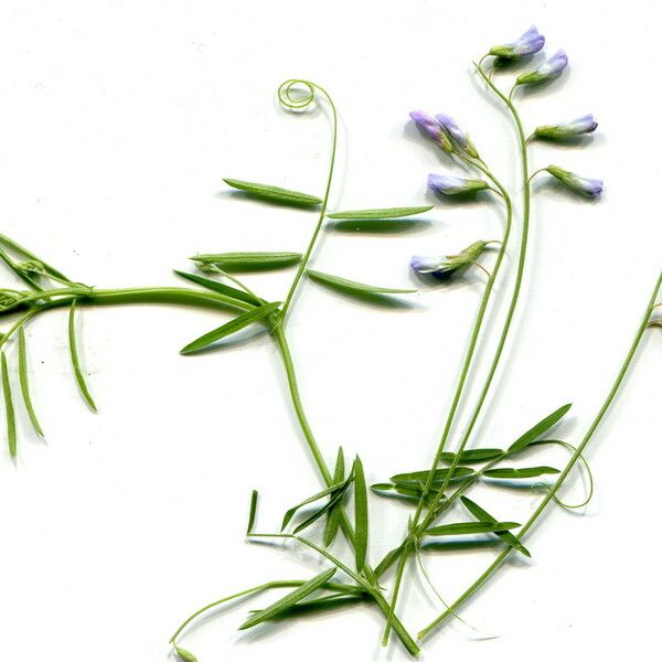 Many-seeded Slender Tare (Vicia Parviflora) Plant Care & How to Grow, Water
