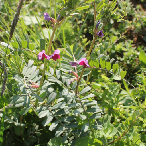Common Vetch (Vicia Sativa) Plant Care & How to Grow, Water