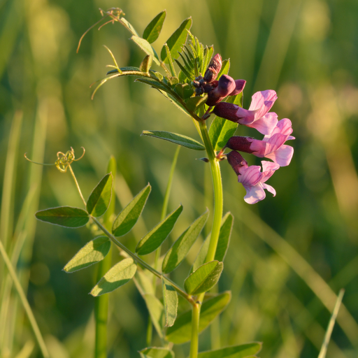 Bush Vetch (Vicia Sepium) Plant Care & How to Grow, Water