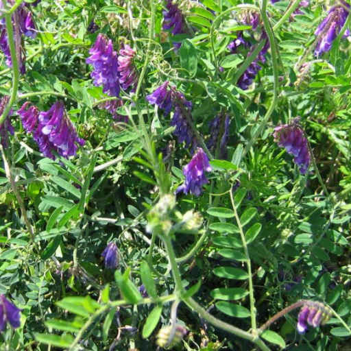 Hairy Vetch (Vicia Villosa) Plant Care & How to Grow, Water