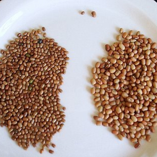 Moth-Bean (Vigna Aconitifolia) Plant Care & How to Grow, Water