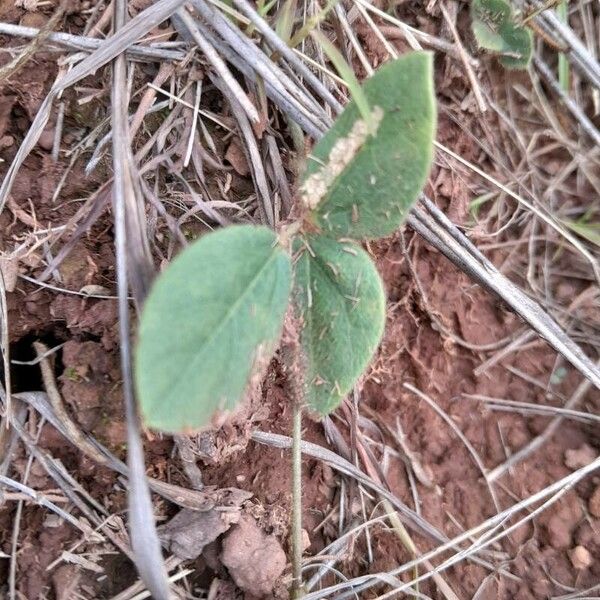 Madagascar Bean (Vigna Angivensis) Care Guide: Water, Soil ...