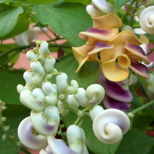 Snail Flower (Vigna Caracalla) Plant Care & How to Grow, Water