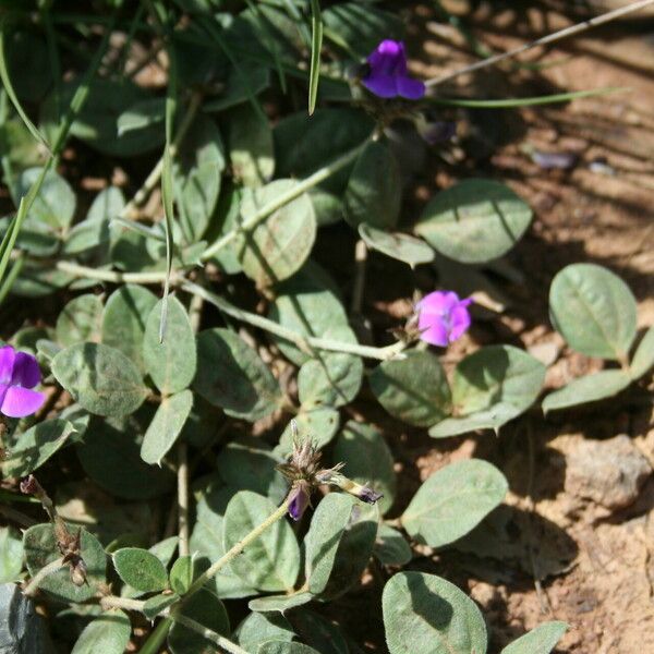 Vigna Dolomitica Plant Care & How to Grow, Water