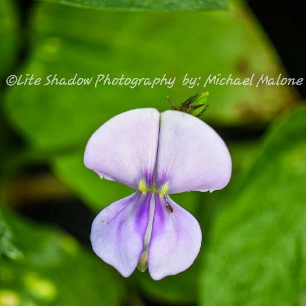 Vigna Frutescens Plant Care & How to Grow, Water