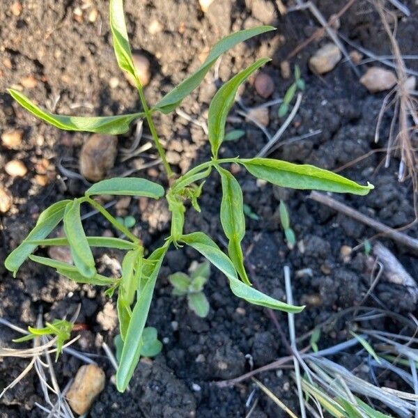 Maloga-Bean (Vigna Lanceolata) Care Guide: Water, Soil & Propagation ...