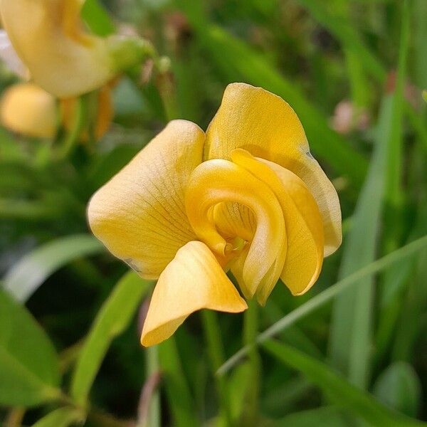 Longleaf Cowpea (Vigna Longifolia) Care Guide: Water, Soil ...