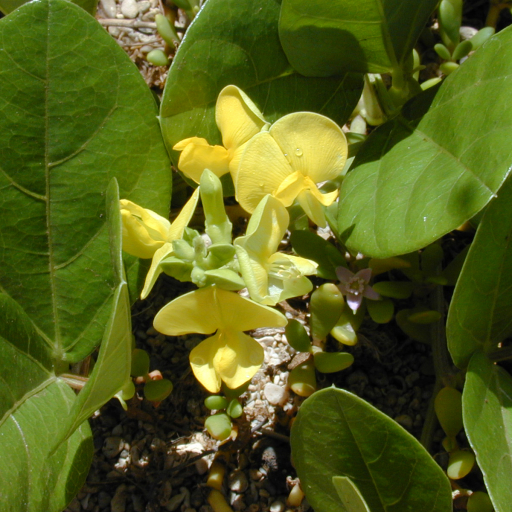 Dune-Bean (Vigna Marina) Plant Care & How to Grow, Water