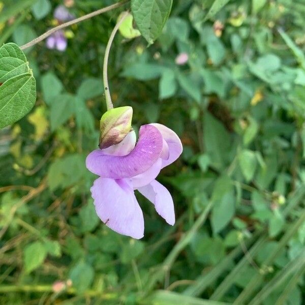 Vigna Speciosa Plant Care & How to Grow, Water