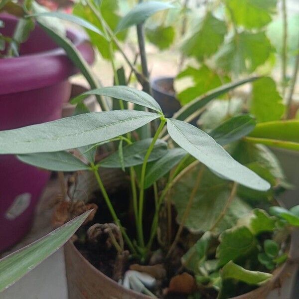 Ground-Bean (Vigna Subterranea) Plant Care & How to Grow, Water