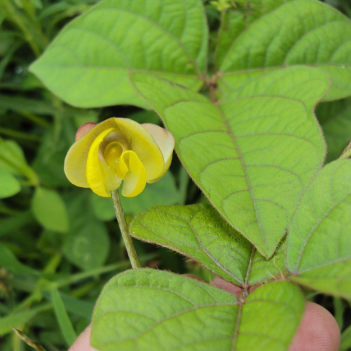 African Gram (Vigna Trilobata) Care Guide: Water, Soil & Propagation ...