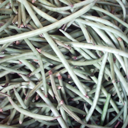 Cowpea (Vigna Unguiculata) Plant Care & How to Grow, Water