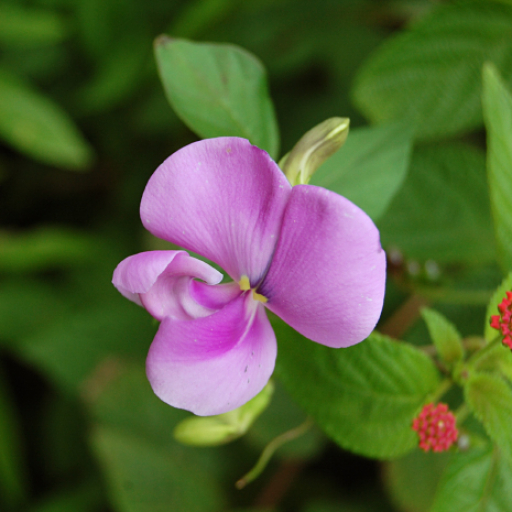 Zombi Pea (Vigna Vexillata) Plant Care & How to Grow, Water