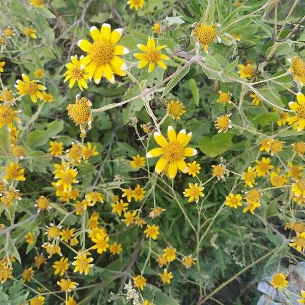 Toothleaf Goldeneye (Viguiera Dentata) Plant Care & How to Grow, Water