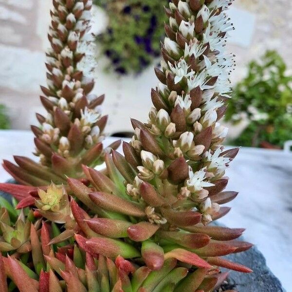 Rat's-tail Succulent (Villadia Squamulosa) Plant Care & How to Grow, Water