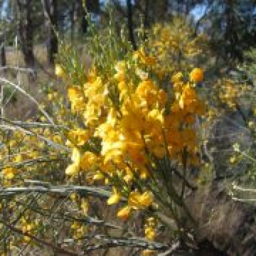 Golden Spray (Viminaria Juncea) Plant Care & How to Grow, Water