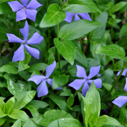Herbaceous Periwinkle (Vinca Herbacea) Plant Care & How to Grow, Water
