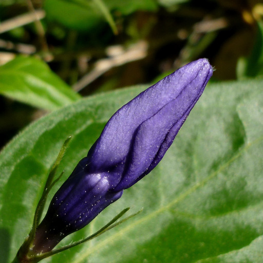 Bigleaf Periwinkle (Vinca Major) Plant Care & How to Grow, Water