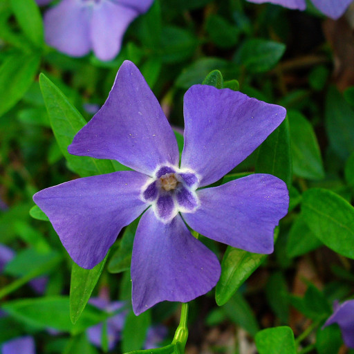 Common Periwinkle (Vinca Minor) Plant Care & How to Grow, Water