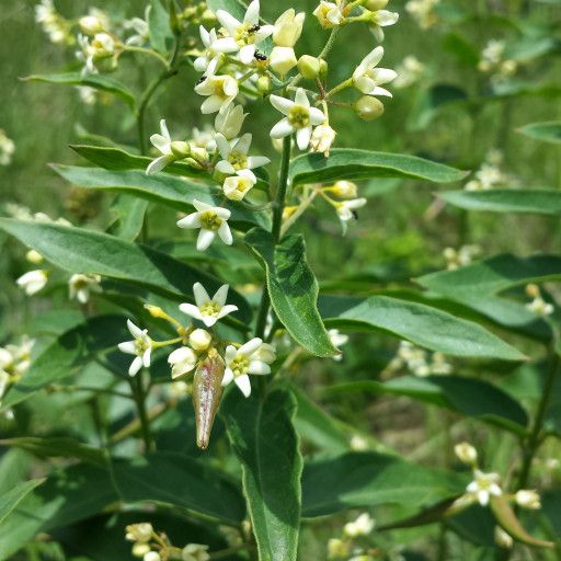 Saltwort (Batis Maritima) Plant Care & How to Grow, Water