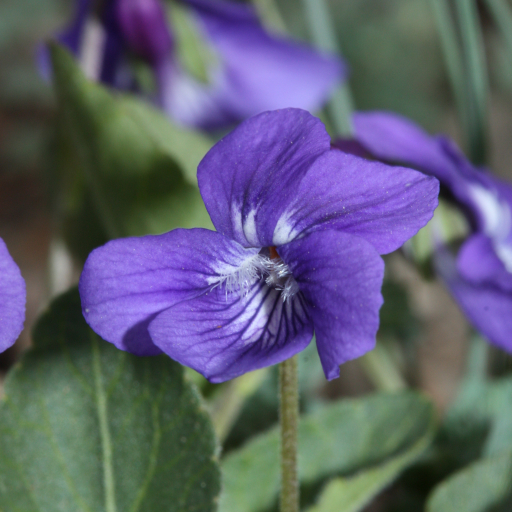 Early Blue Violet (Viola Adunca) Plant Care & How to Grow, Water