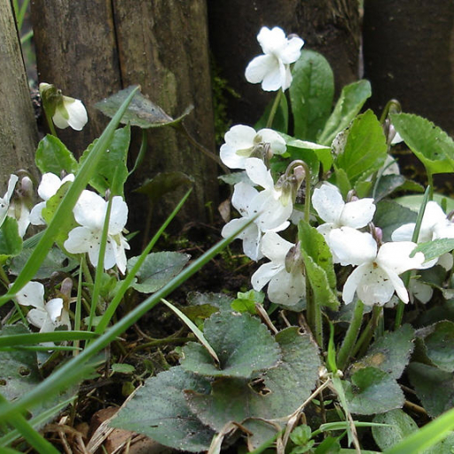 White Violet (Viola Alba) Plant Care & How to Grow, Water