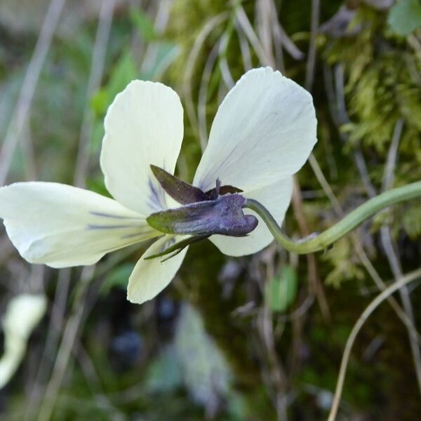 Viola Altaica Plant Care & How to Grow, Water