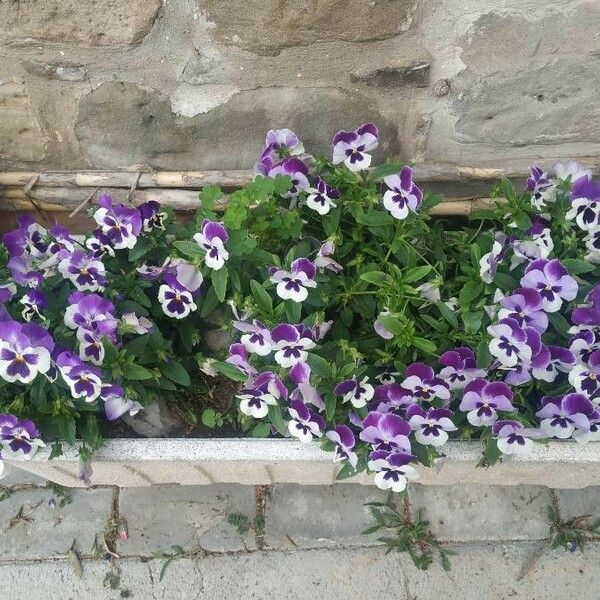 Viola Anagae Care Guide: Water, Soil & Propagation - Plantiary