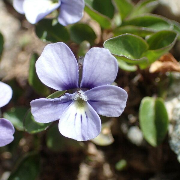Viola Argenteria Plant Care & How to Grow, Water