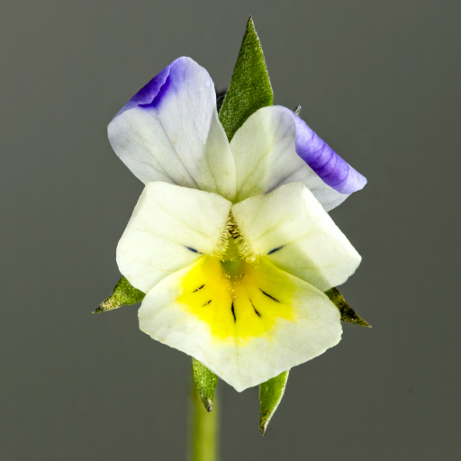 Field Pansy (Viola Arvensis) Plant Care & How to Grow, Water