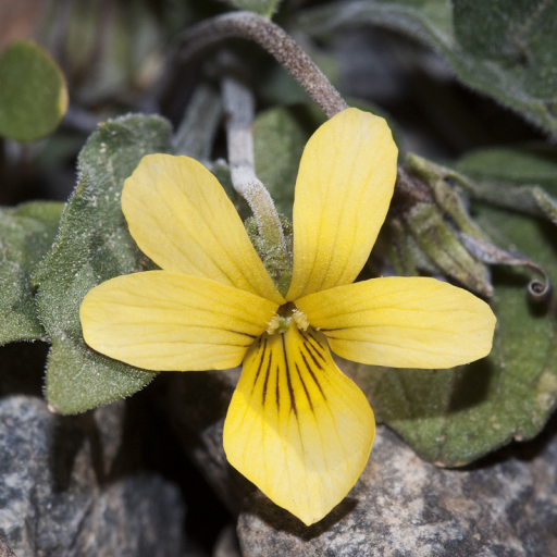 Baker's Violet (Viola Bakeri) Plant Care & How to Grow, Water