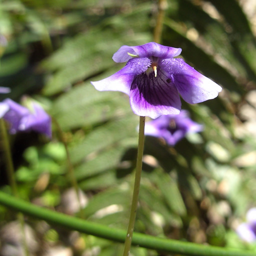 Viola Banksii Plant Care & How to Grow, Water