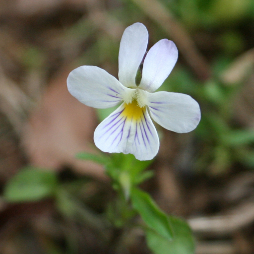 Wild Pansy (Viola Bicolor) Plant Care & How to Grow, Water